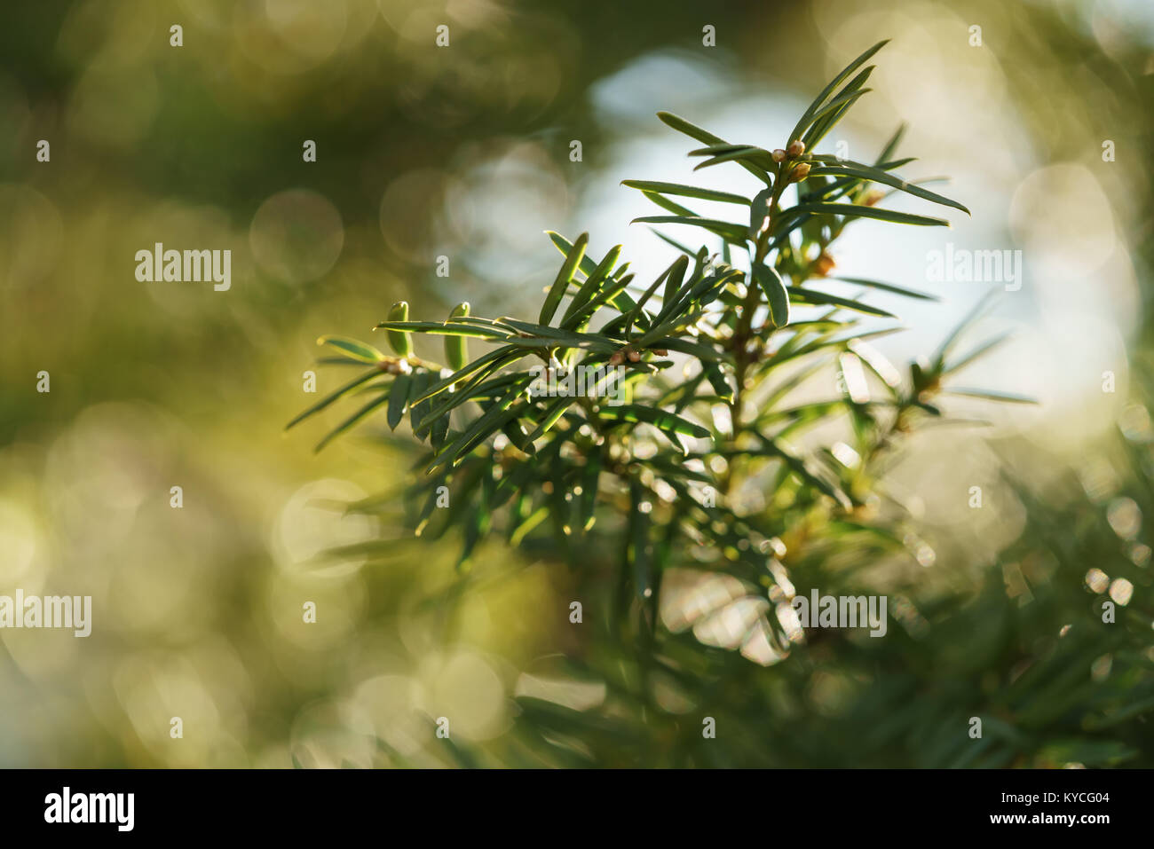 Yew tree branches young hi-res stock photography and images - Alamy