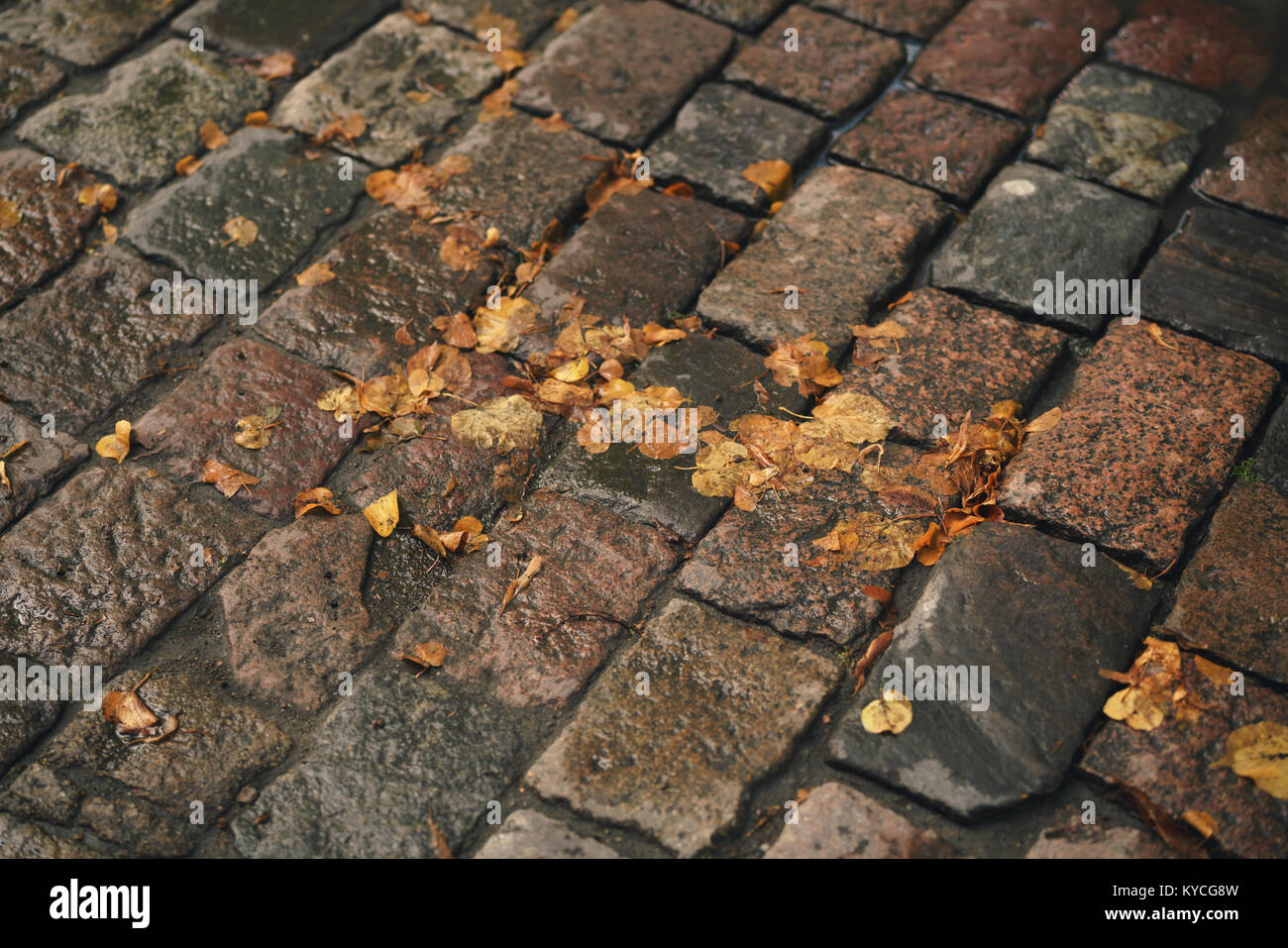 wet old pavement with autumn leaves, high detailed Stock Photo - Alamy