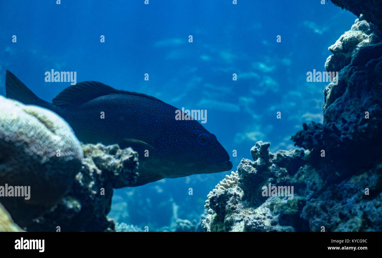 Coral trout hi-res stock photography and images - Alamy