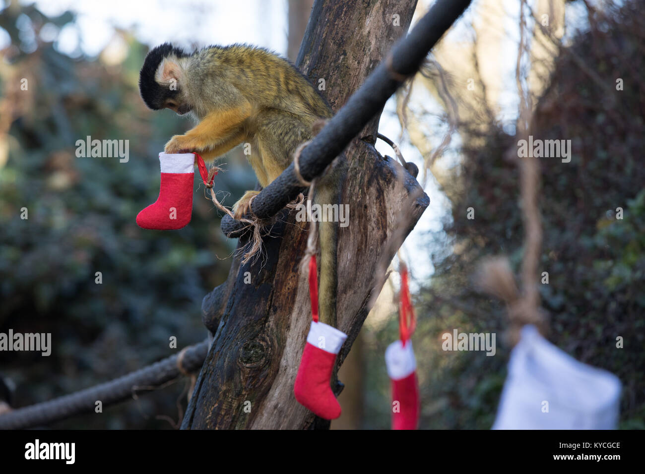 Lions, penguins and monkeys enjoy festive treats at ZSL London Zoo ...