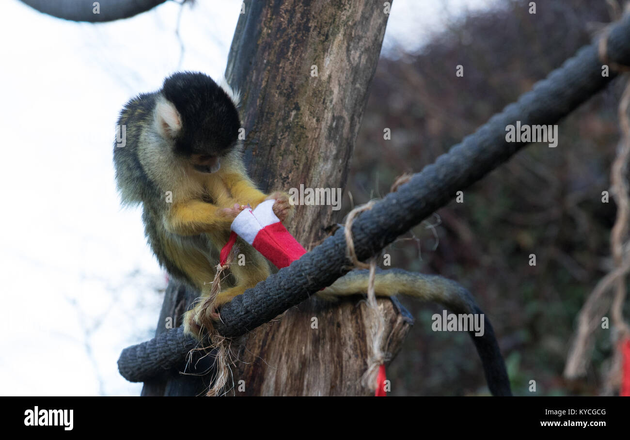 Lions, penguins and monkeys enjoy festive treats at ZSL London Zoo ...