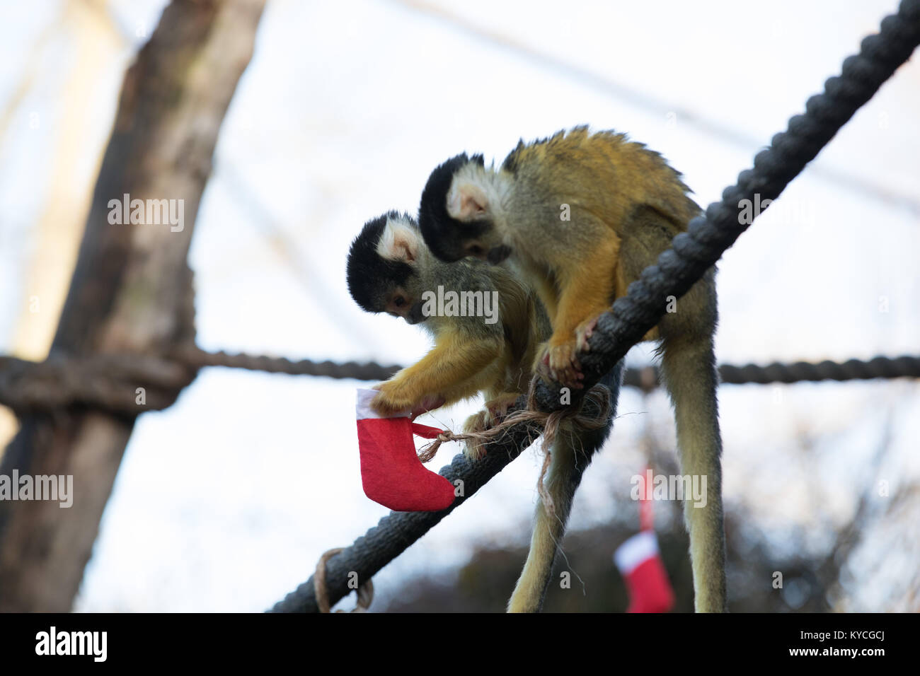 Lions, penguins and monkeys enjoy festive treats at ZSL London Zoo ...