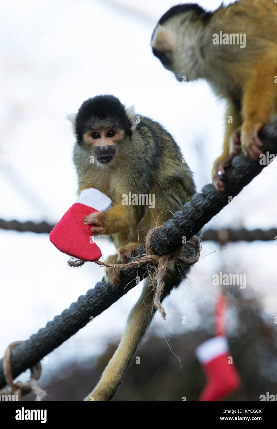 Lions, penguins and monkeys enjoy festive treats at ZSL London Zoo ...