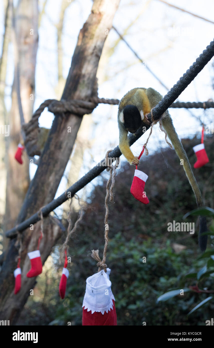 Lions, penguins and monkeys enjoy festive treats at ZSL London Zoo ...