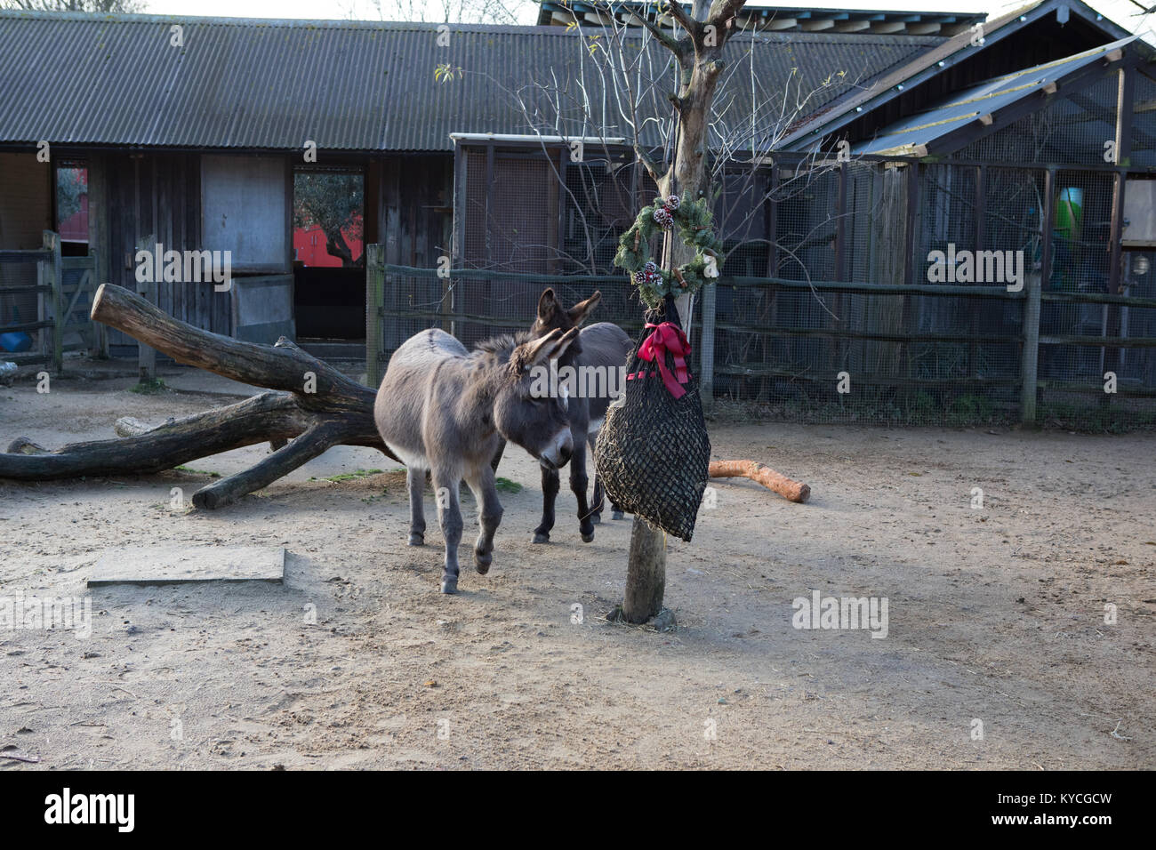 Lions, penguins and monkeys enjoy festive treats at ZSL London Zoo ...