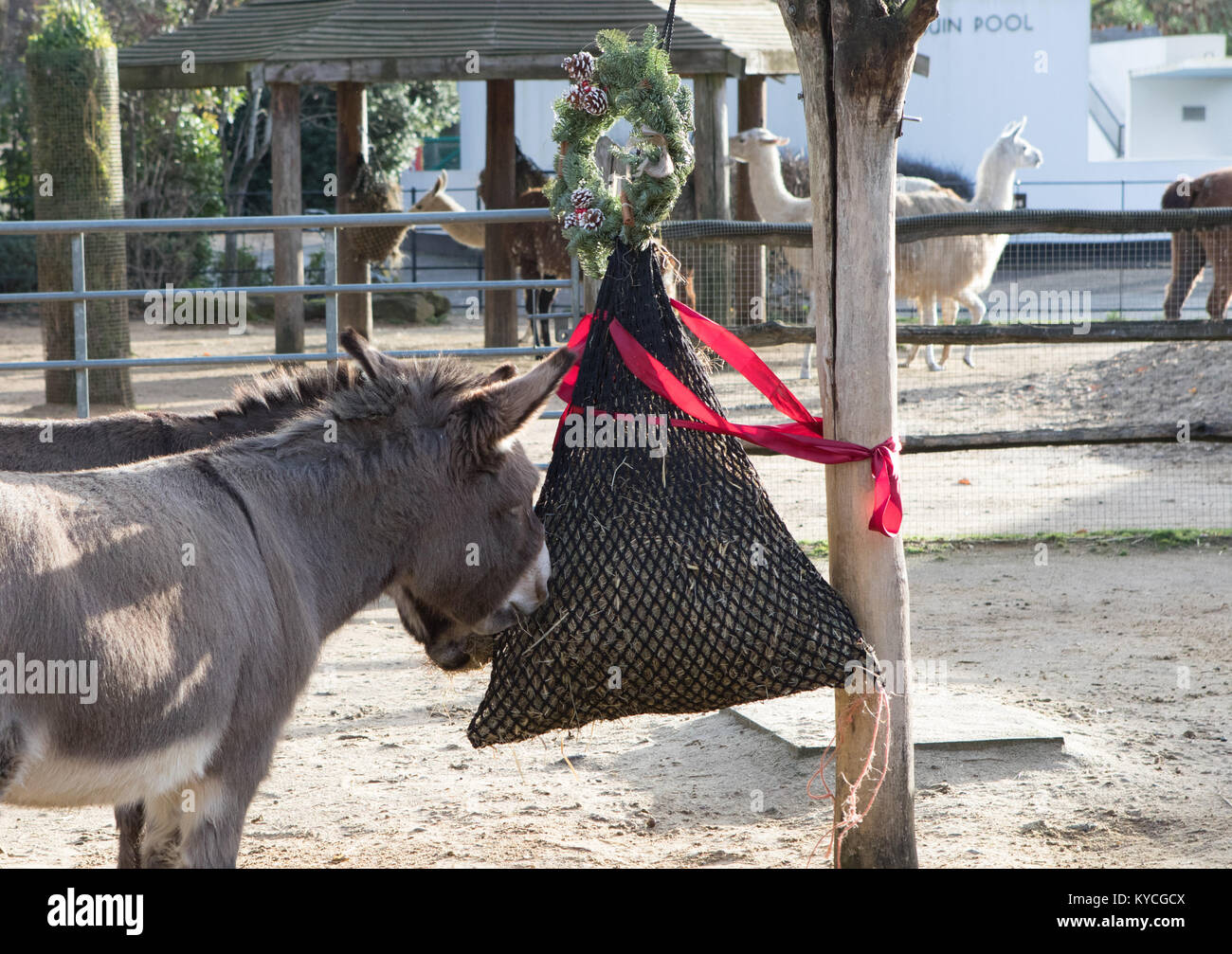 Lions, penguins and monkeys enjoy festive treats at ZSL London Zoo ...