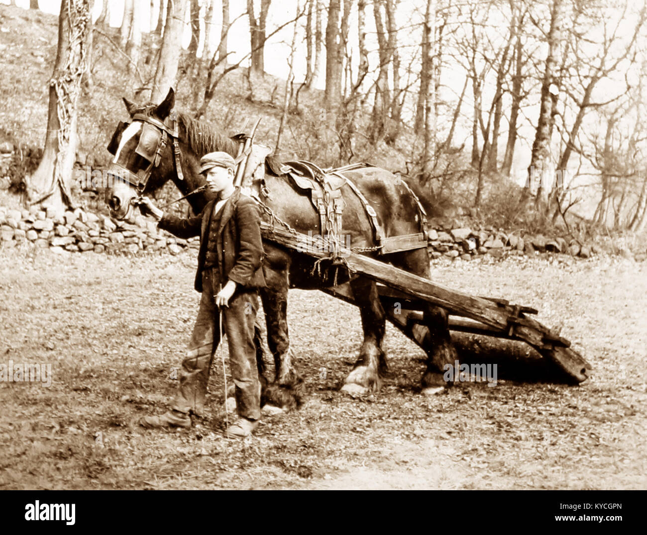 Farmer rolling the ground, Victorian period Stock Photo - Alamy
