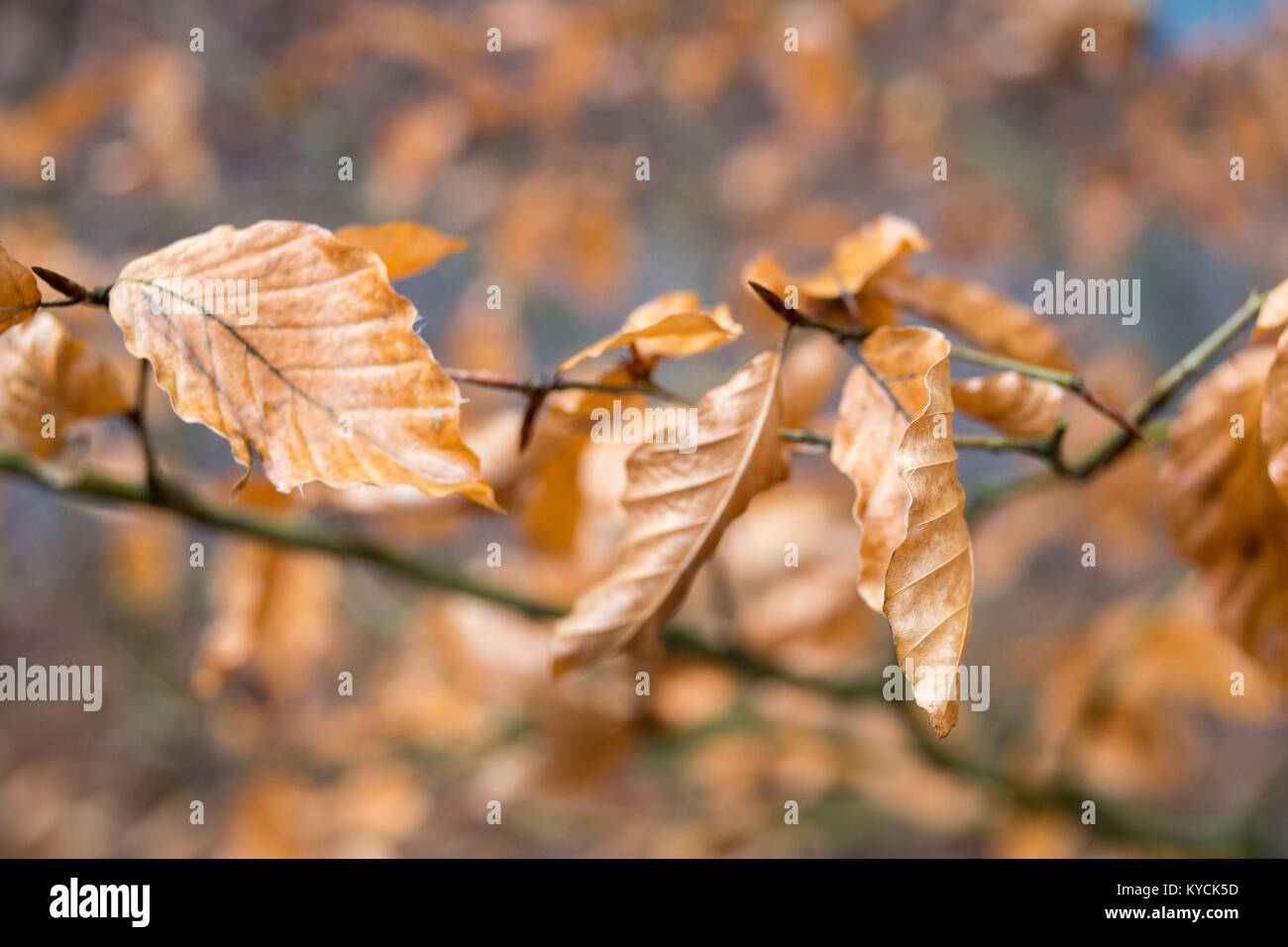 Beech tree winter foliage hi-res stock photography and images - Alamy