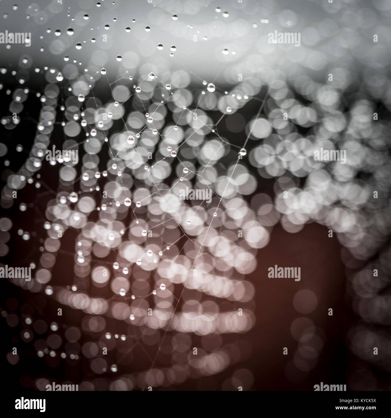 Web of raindrops Stock Photo - Alamy