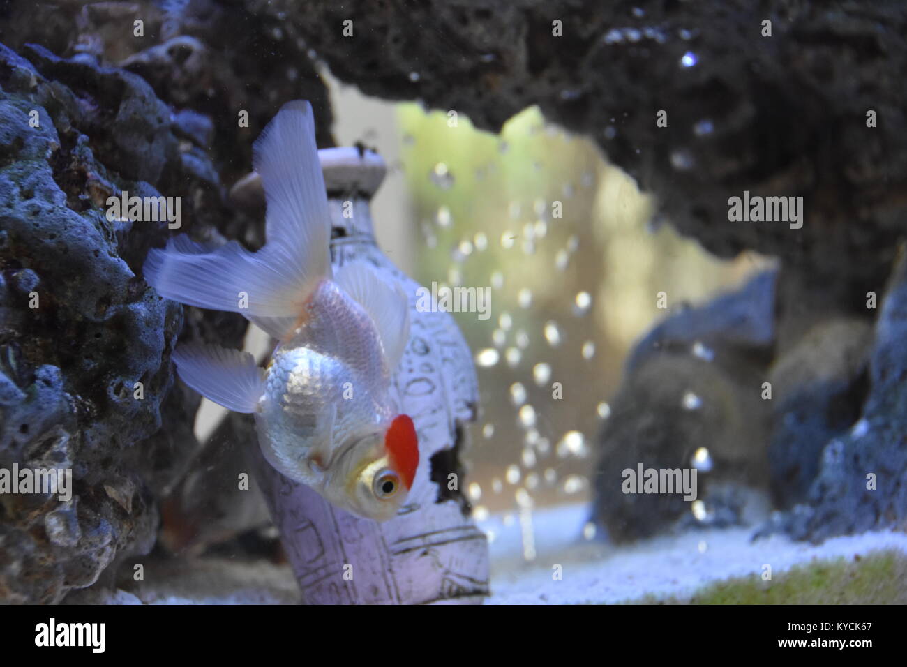 A white fish in an aquarium Stock Photo - Alamy