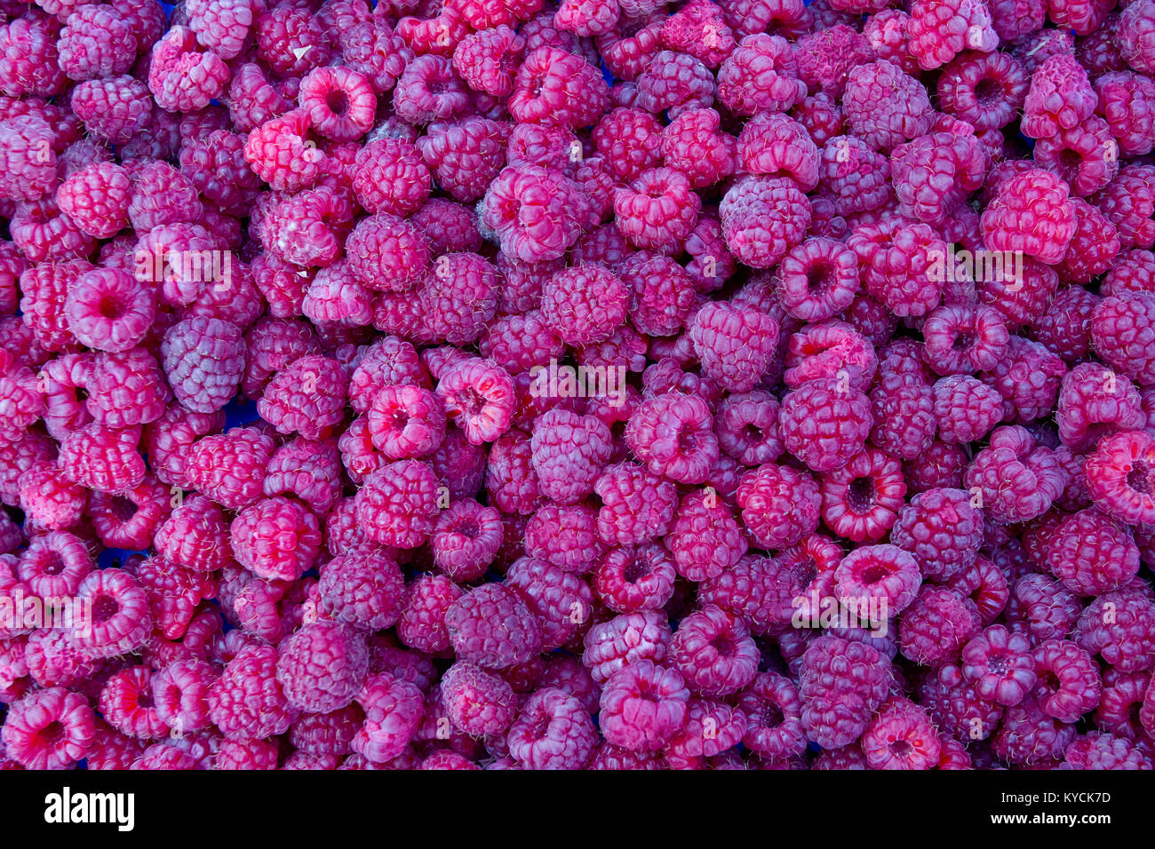 raspberry. Fresh organic raspberries fruits. Raspberry as background ...