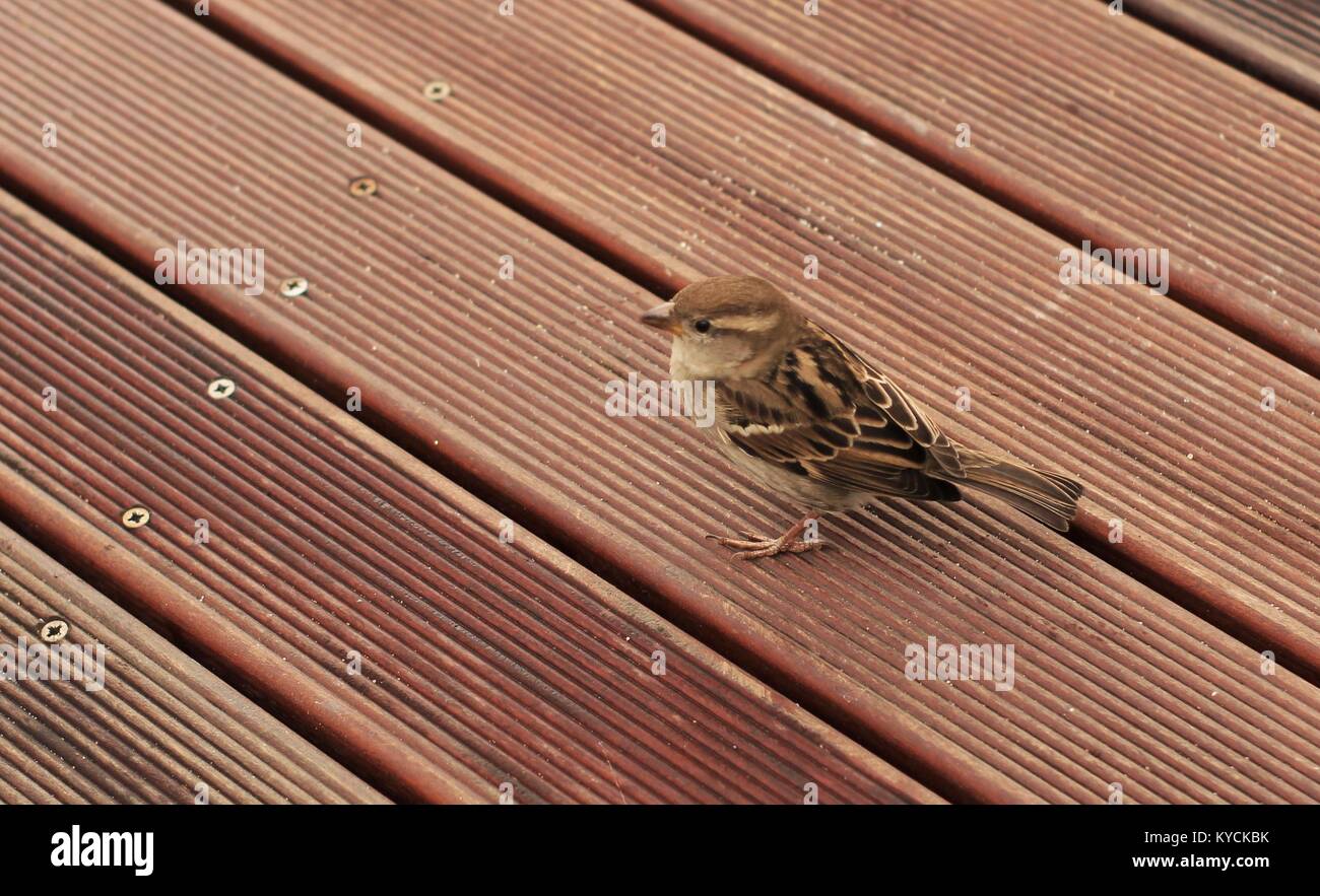 Little sparrow in the home terrace Stock Photo - Alamy