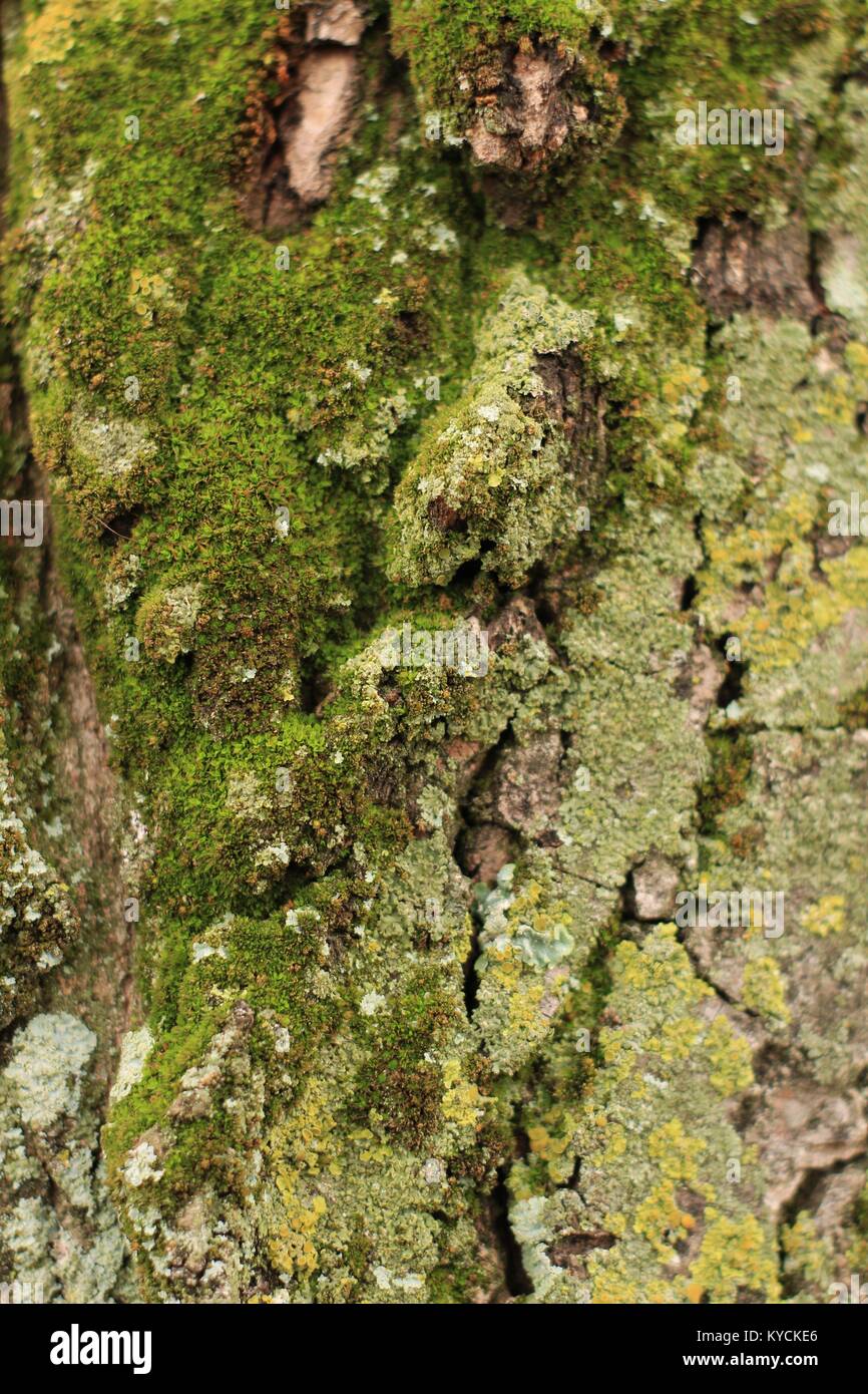 Colorful moss texture on a tree trunk Stock Photo - Alamy