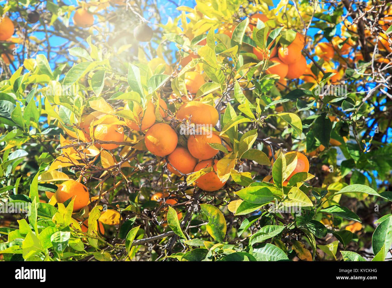 Orange tree with ripe fruits against the sky, Tunisia, North Africa ...