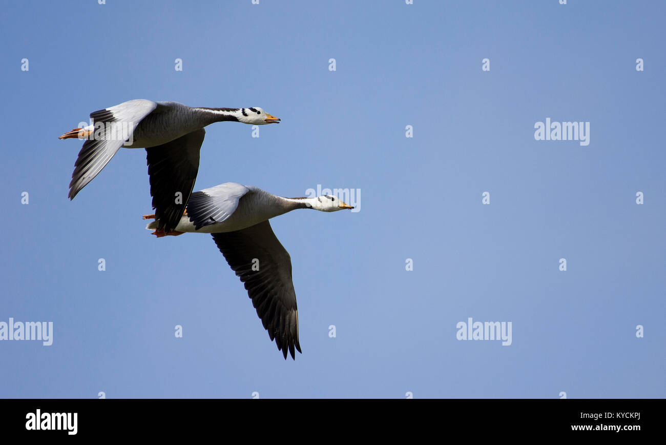 Two Bar headed Goose (Anser indicus) flying together in blue sky Stock ...