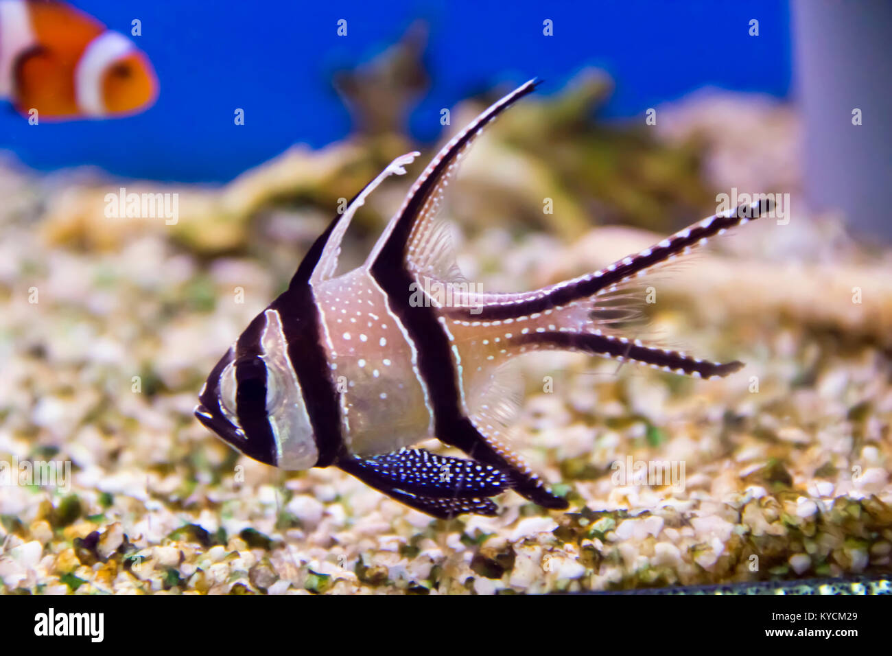 Photo of aquarium fish apogon in blue water Stock Photo - Alamy