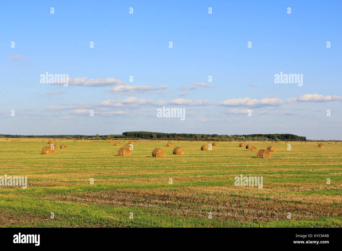 Summer landscape with hay, field and blue sky Stock Photo - Alamy