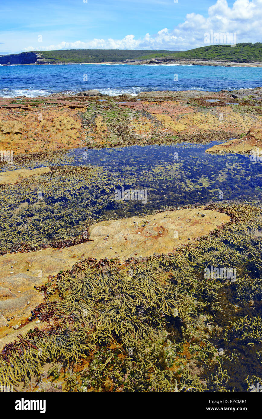 Vibrant colors of aquatic life in rock pools and the tidal zone of ...