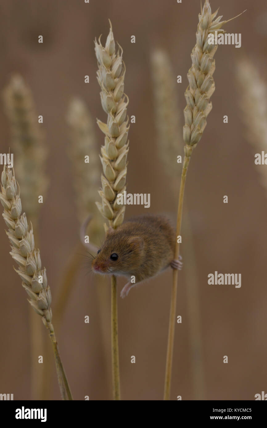 Harvest Mouse up close, Cornwall Stock Photo - Alamy
