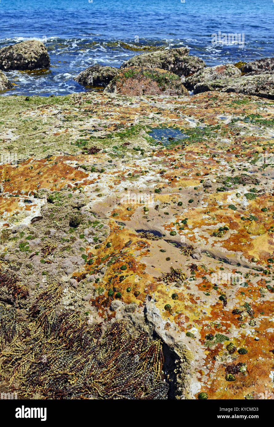 Intertidal zones hi-res stock photography and images - Alamy