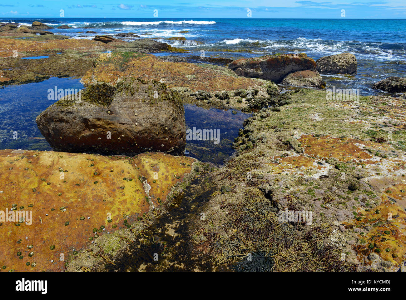 Vibrant colors of aquatic life in rock pools and the tidal zone of ...