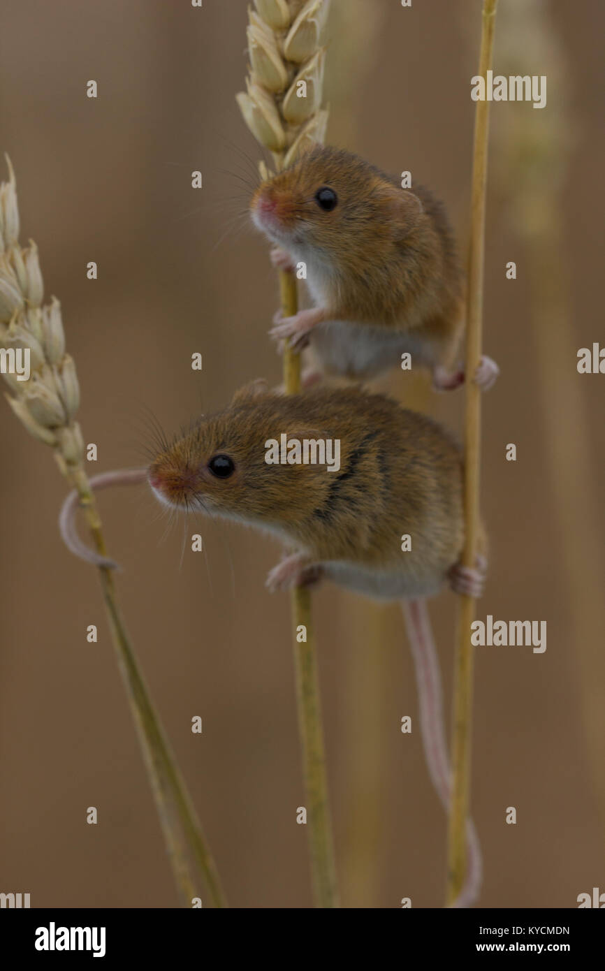 Harvest Mouse up close, Cornwall Stock Photo - Alamy