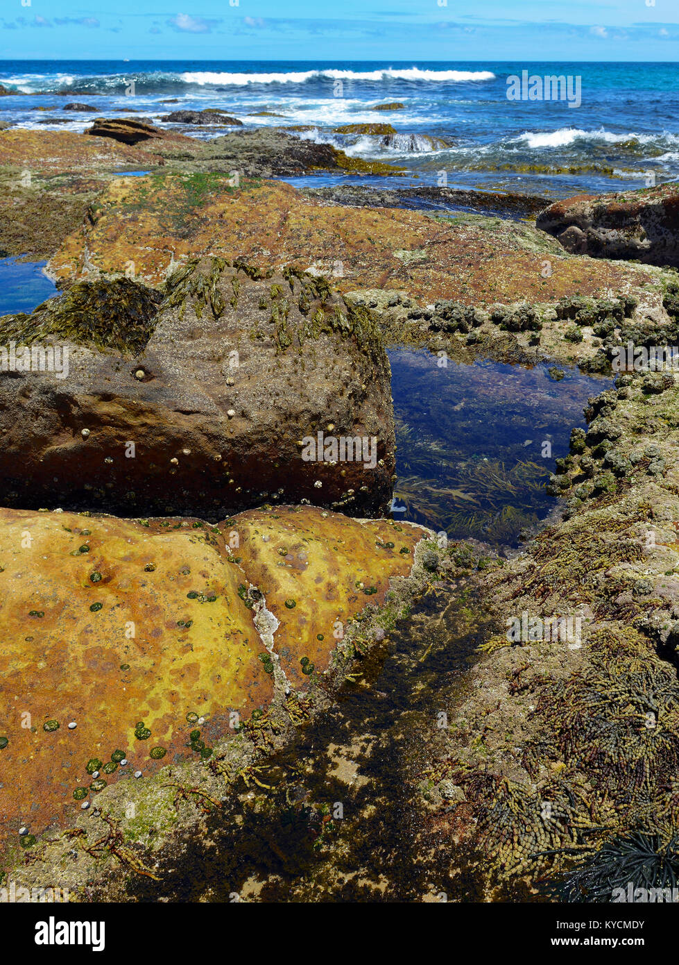 Vibrant colors of aquatic life in rock pools and the tidal zone of ...