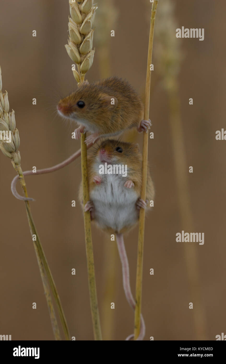 Harvest Mouse up close, Cornwall Stock Photo - Alamy