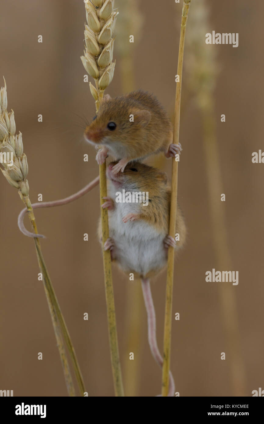 Harvest Mouse up close, Cornwall Stock Photo - Alamy