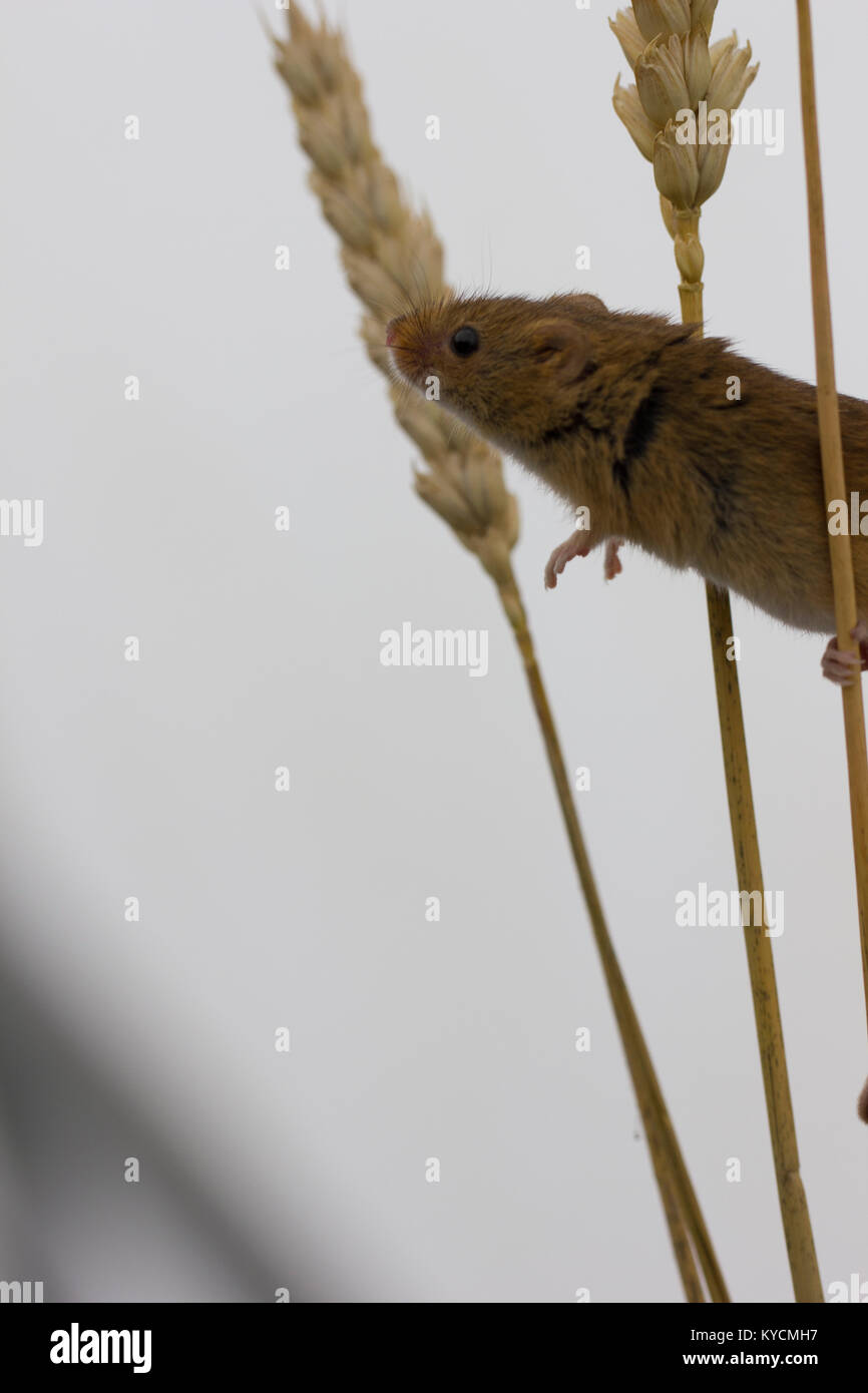 Harvest Mouse up close, Cornwall Stock Photo - Alamy