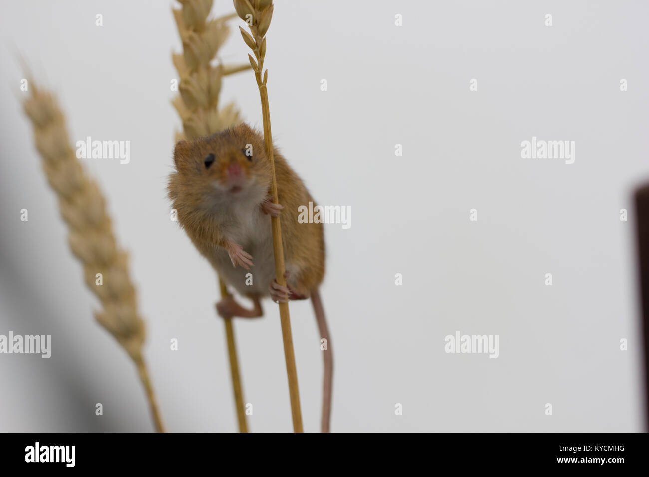 Harvest Mouse up close, Cornwall Stock Photo - Alamy