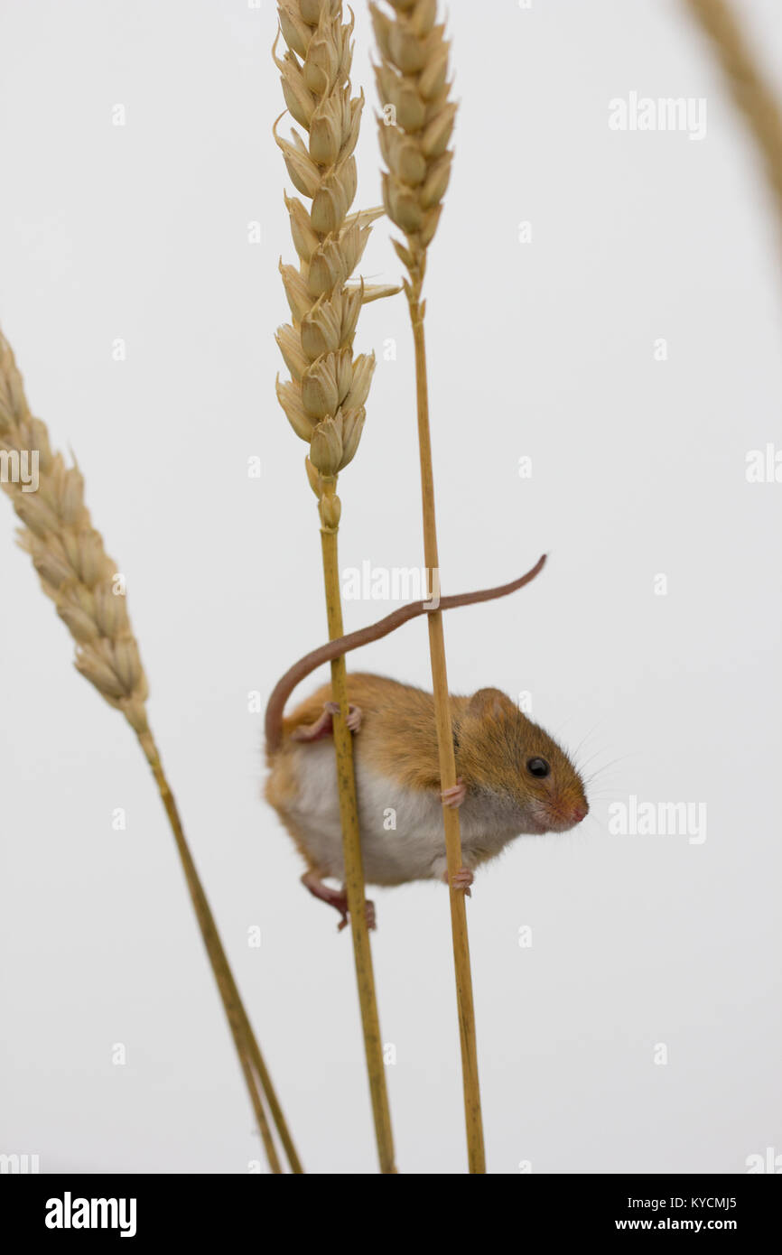 Harvest Mouse up close, Cornwall Stock Photo - Alamy