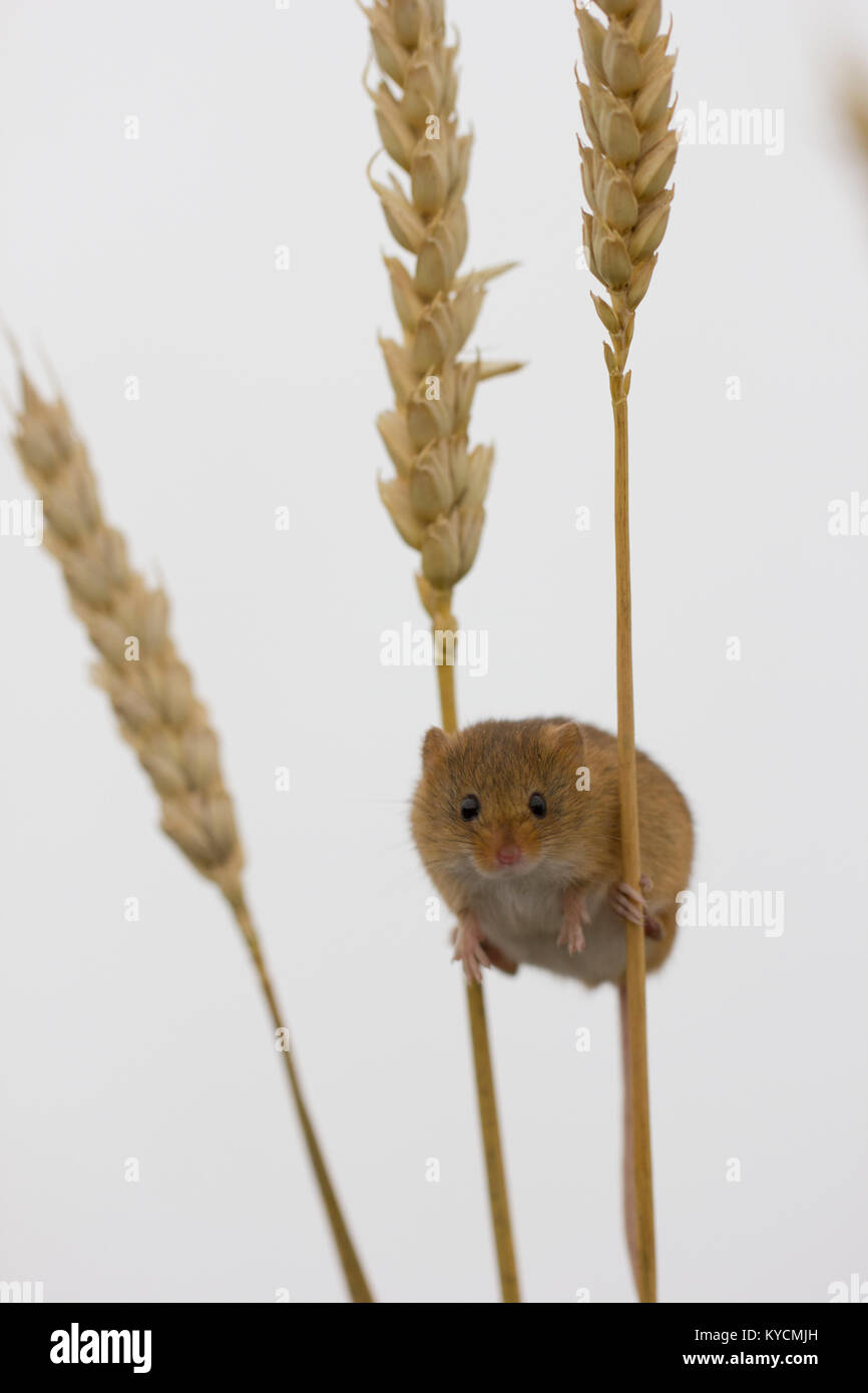 Harvest Mouse up close, Cornwall Stock Photo - Alamy