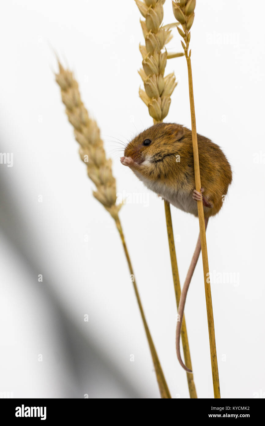 Harvest Mouse up close, Cornwall Stock Photo - Alamy