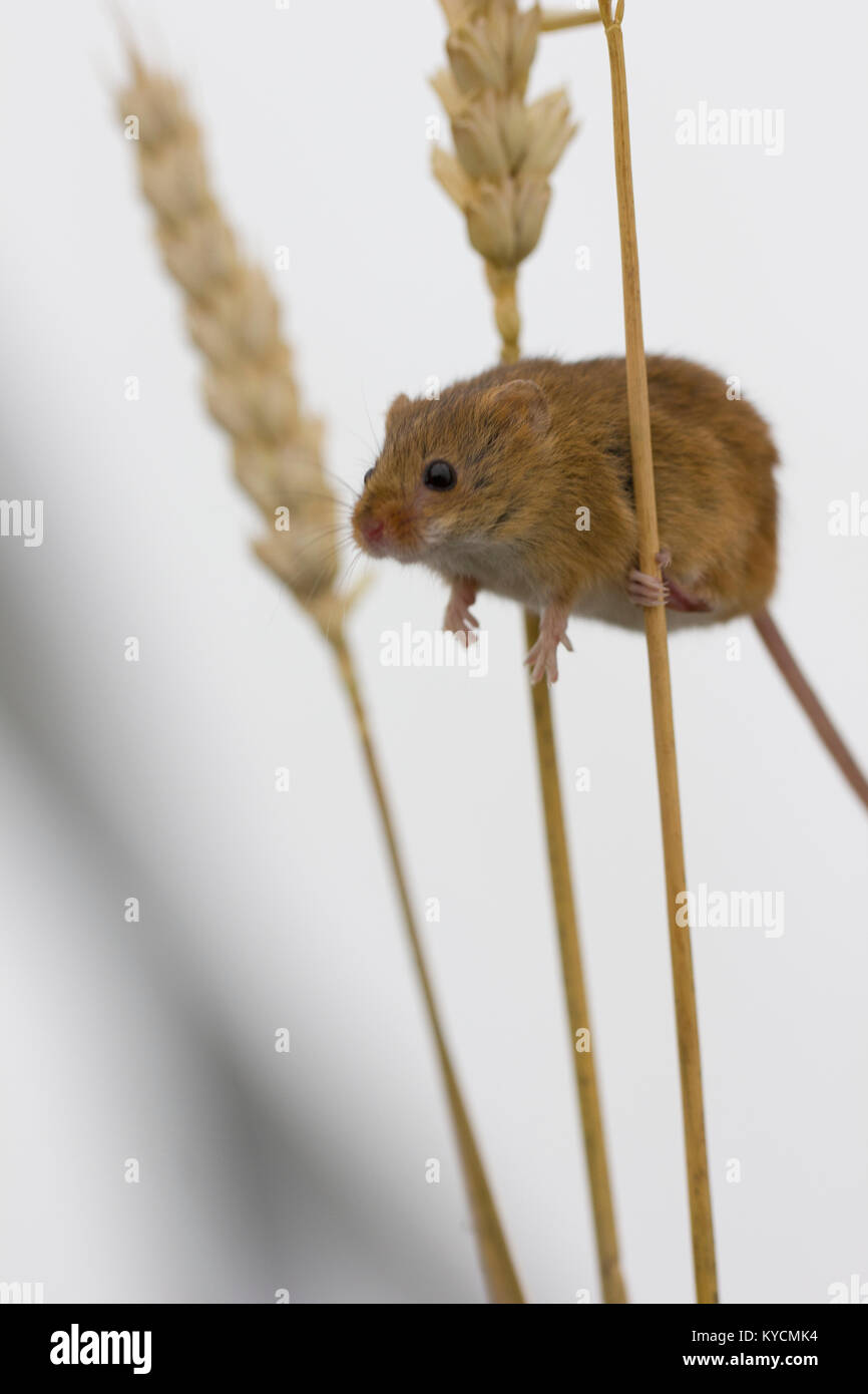 Cornwall cute hi-res stock photography and images - Alamy