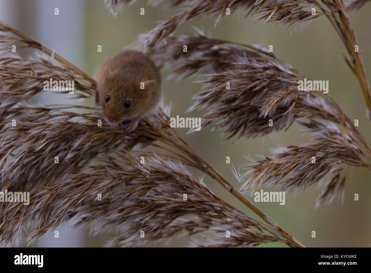 Harvest Mouse up close, Cornwall Stock Photo - Alamy