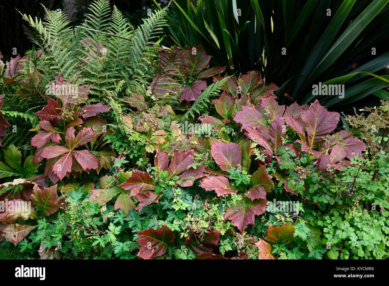 Rodgersia hi-res stock photography and images - Alamy