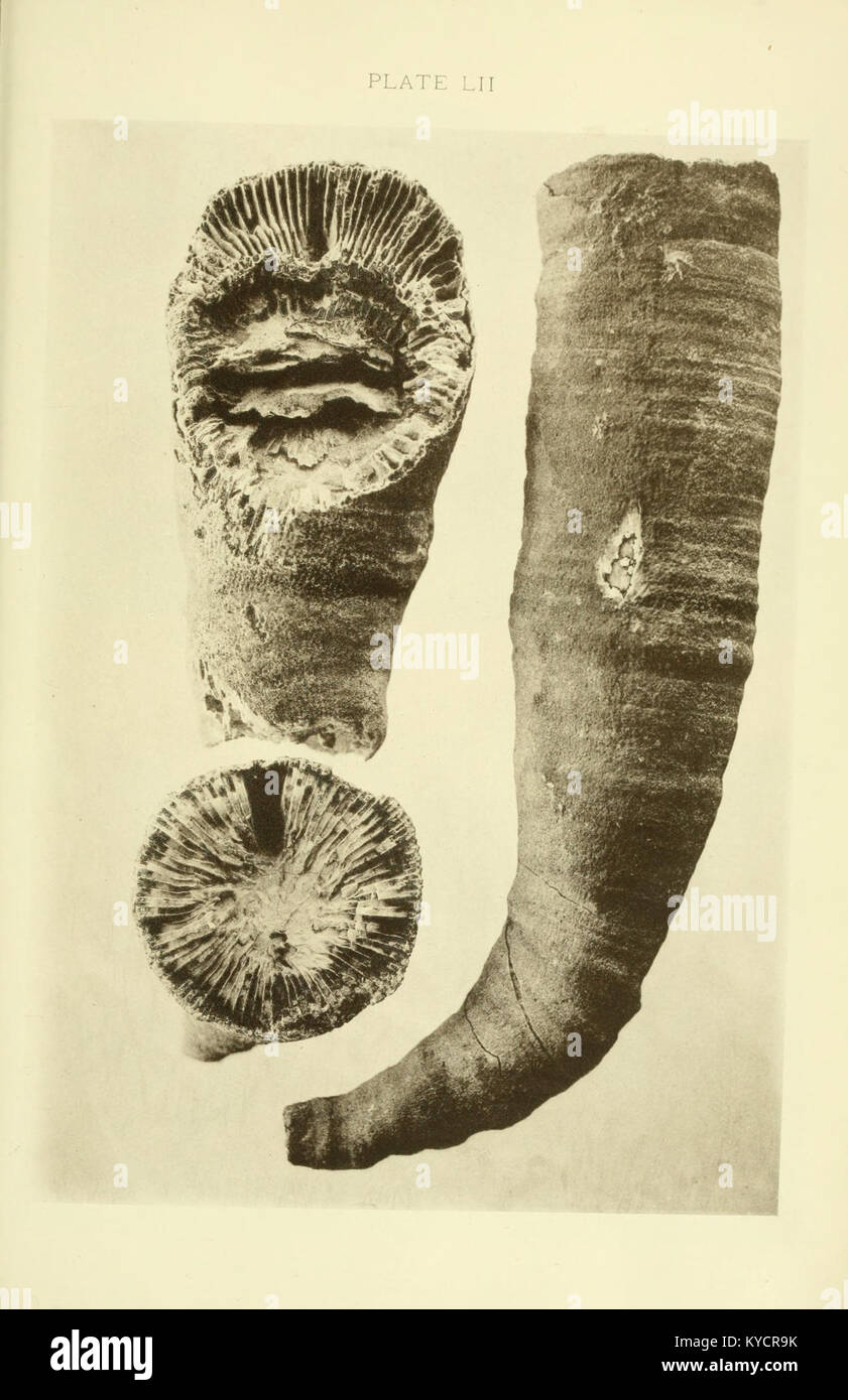 A paleontological study of fossil corals, providing insights into ...