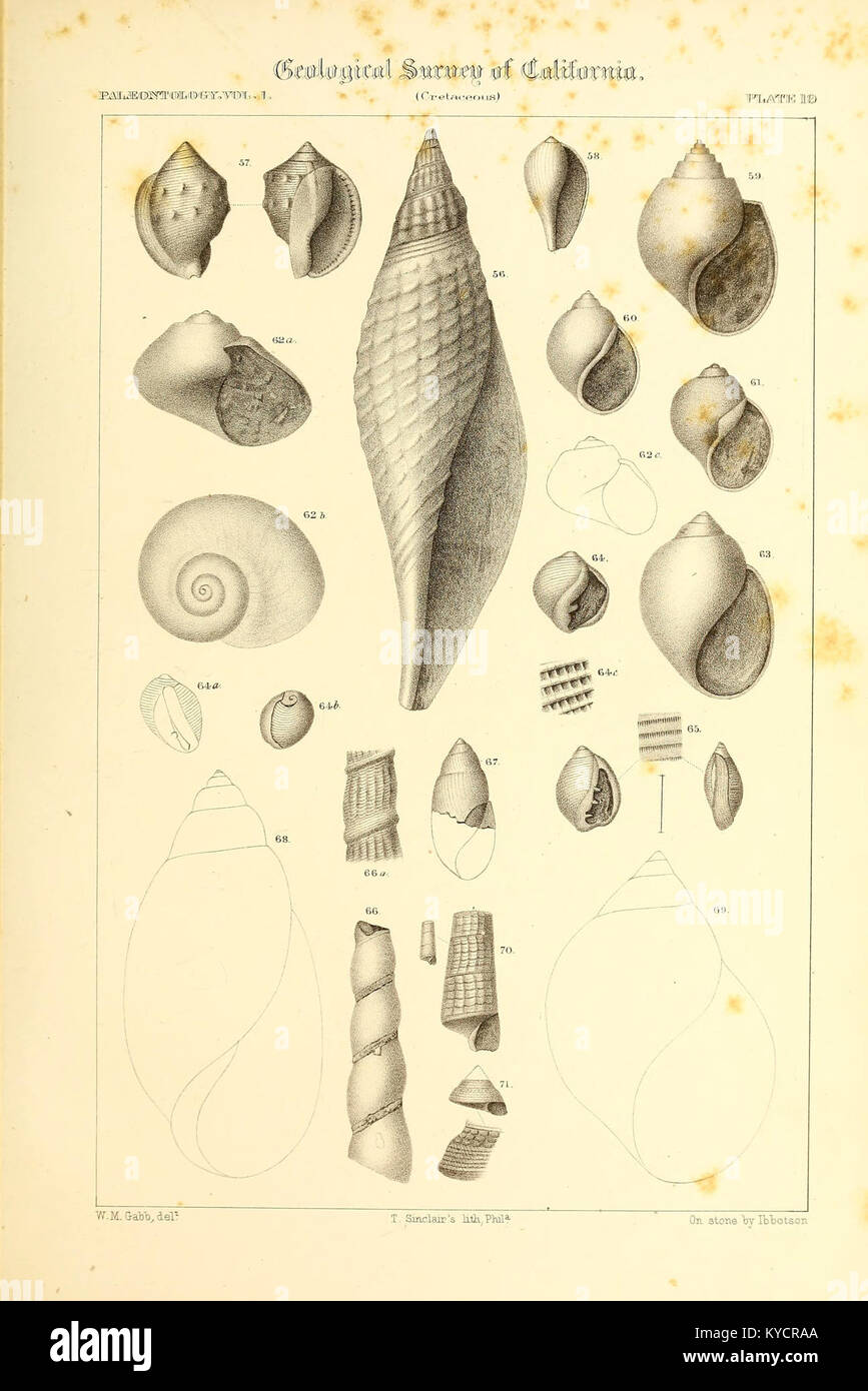 A scientific publication exploring the principles of paleontology ...