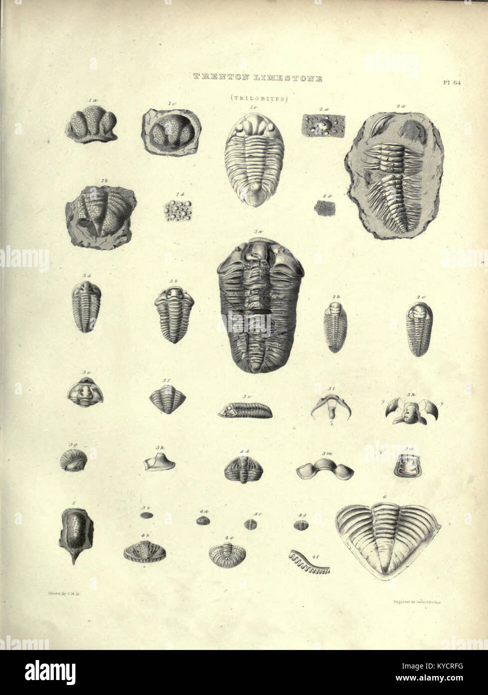 A scientific page from 'Palæontology of New York' describing fossil ...
