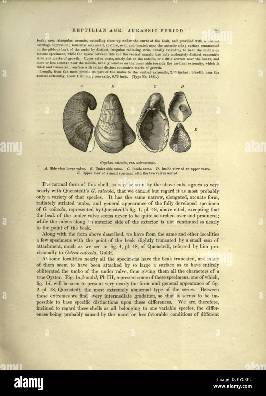 This page from the Paleontology of the Upper Missouri details fossil ...