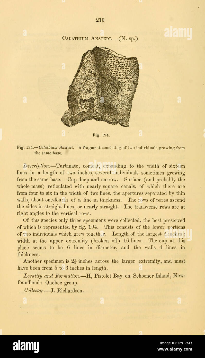 A page from a publication on Paleozoic fossils, featuring specimens and ...