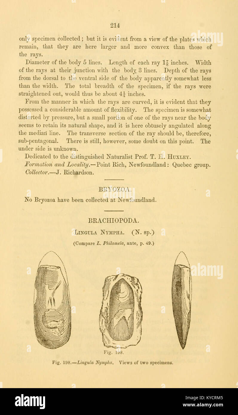 An image from a paleontological work showcasing Paleozoic fossils. The ...