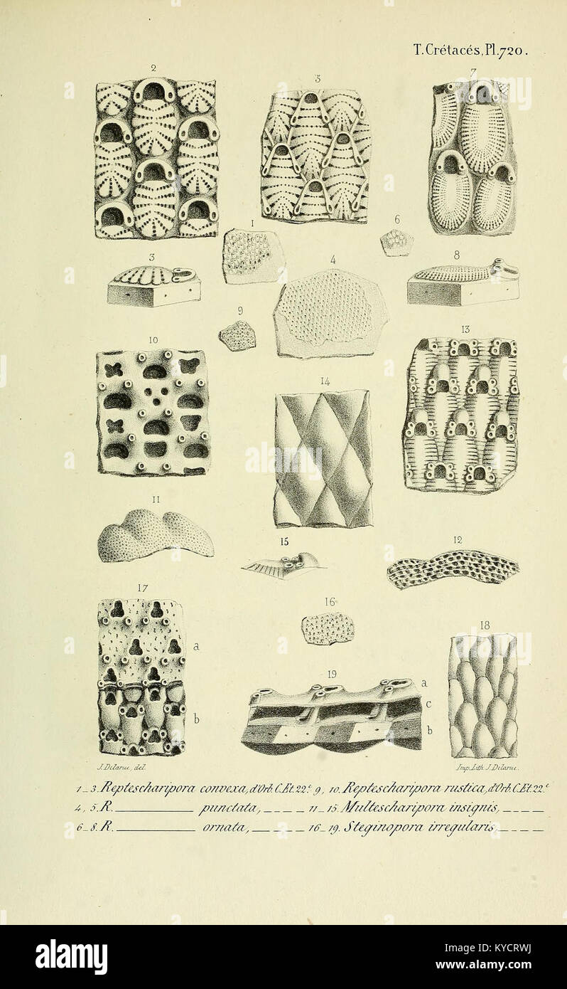 Detailed illustration of various shell specimens hi-res stock ...