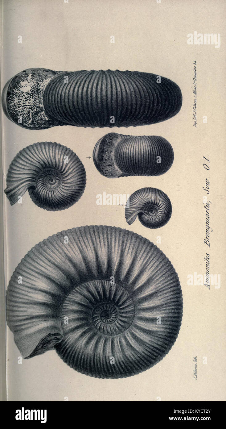 Extinct species documentation hi-res stock photography and images - Alamy