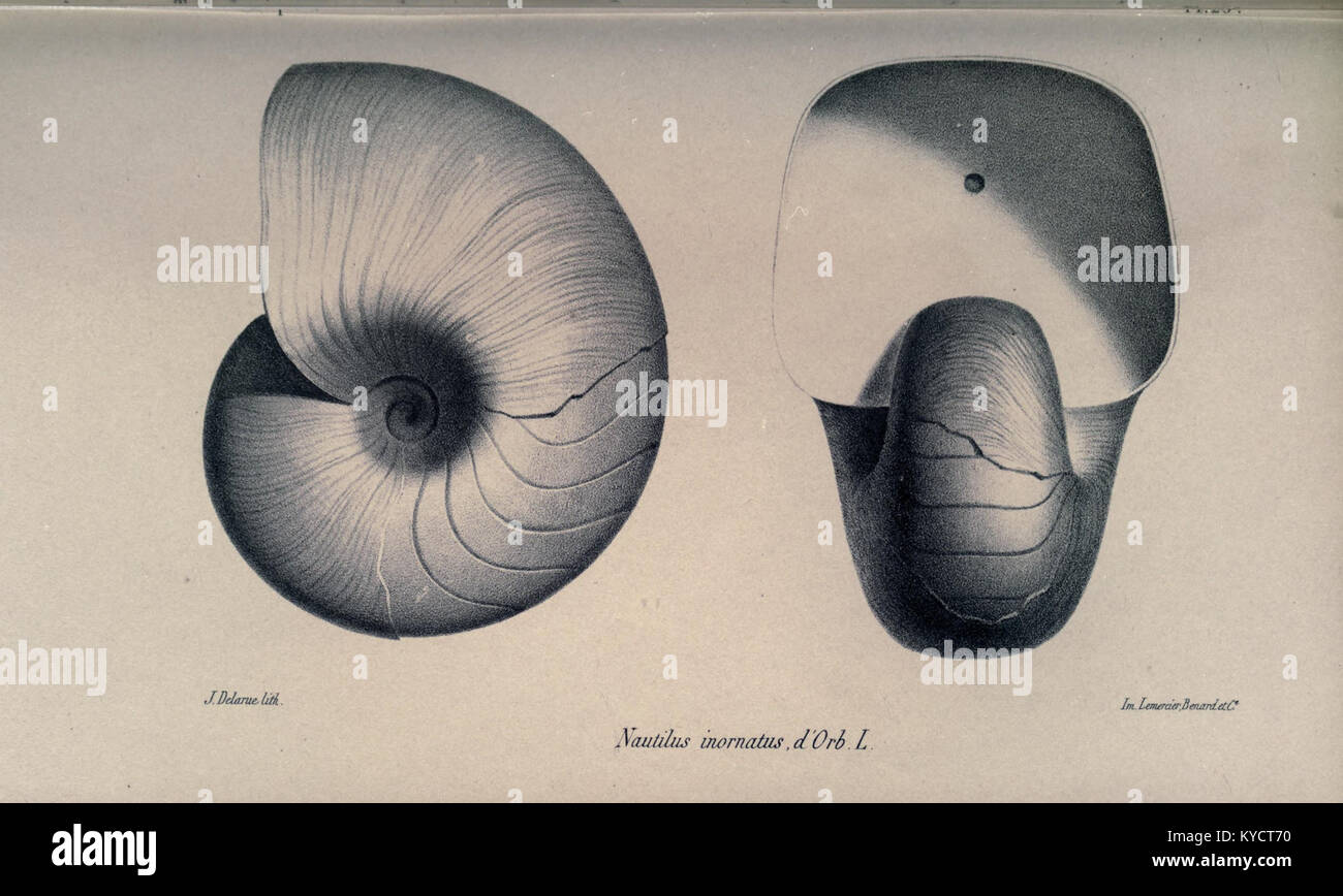 A page from the French paleontology work, detailing prehistoric life ...