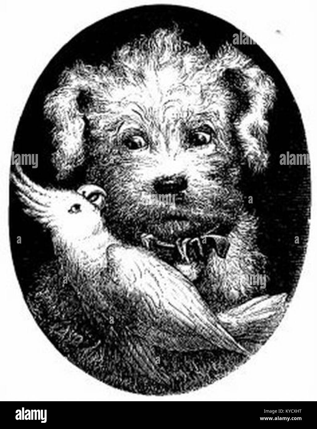 A parrot and a dog meet, demonstrating the fascinating interaction ...