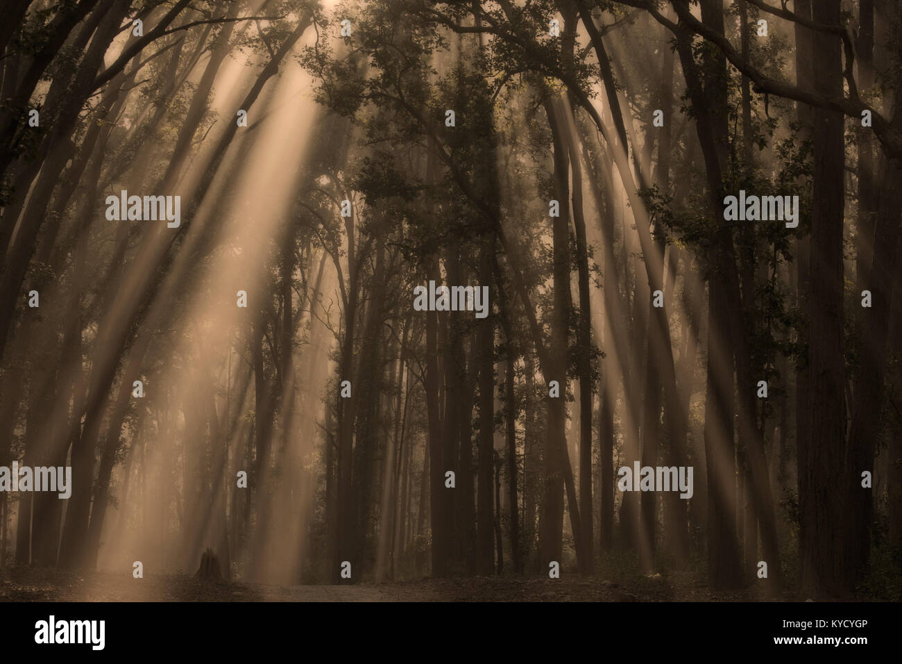 Saal habitat of corbett hi-res stock photography and images - Alamy