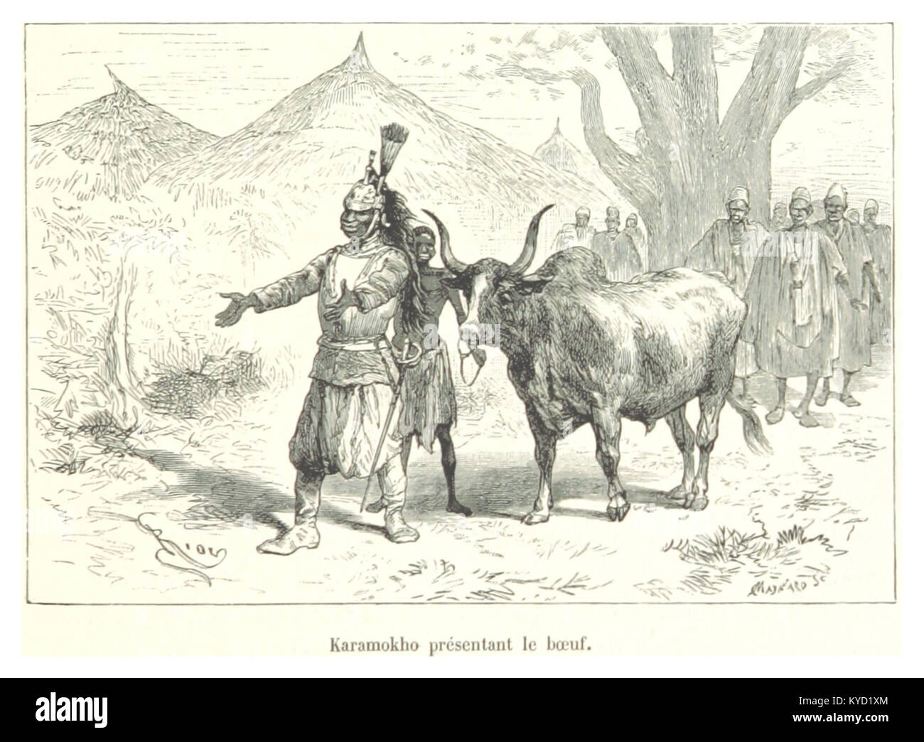 A historical photograph showing Karamokho presenting a buffalo during a ...