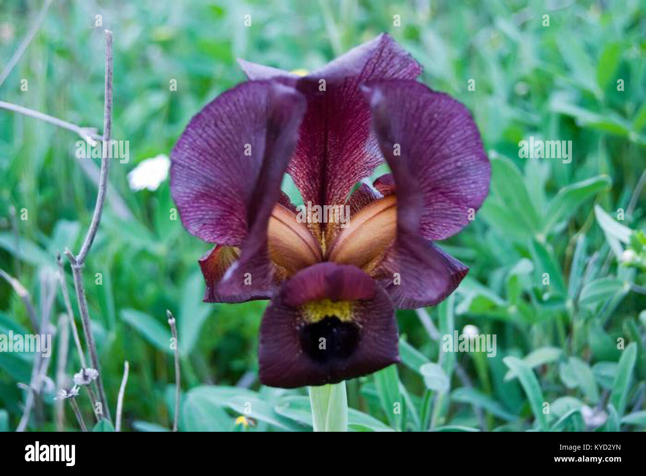 Glory of israel hi-res stock photography and images - Alamy
